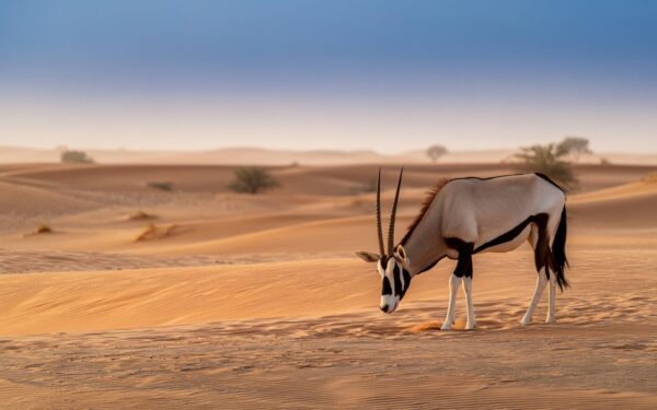 Top 5 Dubai Desert Safari Spots for Thrill & Peace